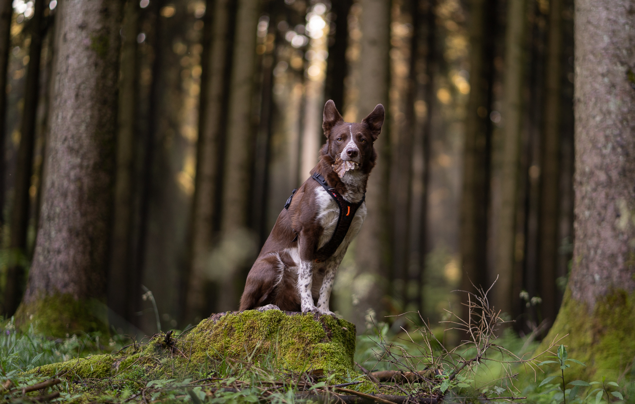 Using Natural Light in Pet Photography - Inspawration Photography