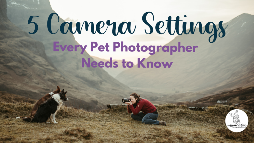 5 Camera Settings Every Pet Photographer Needs to Know - Inspawration ...