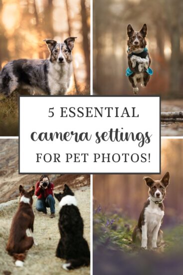 5 Camera Settings Every Pet Photographer Needs to Know - Inspawration ...