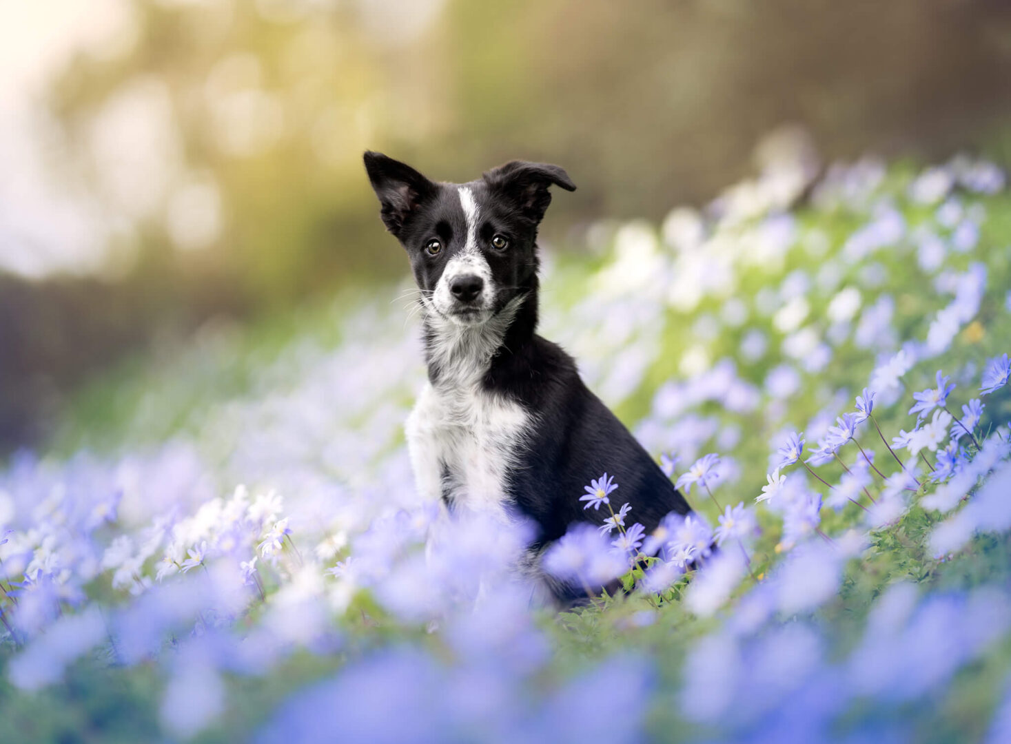 How to make your pet photos POP! - Inspawration Photography